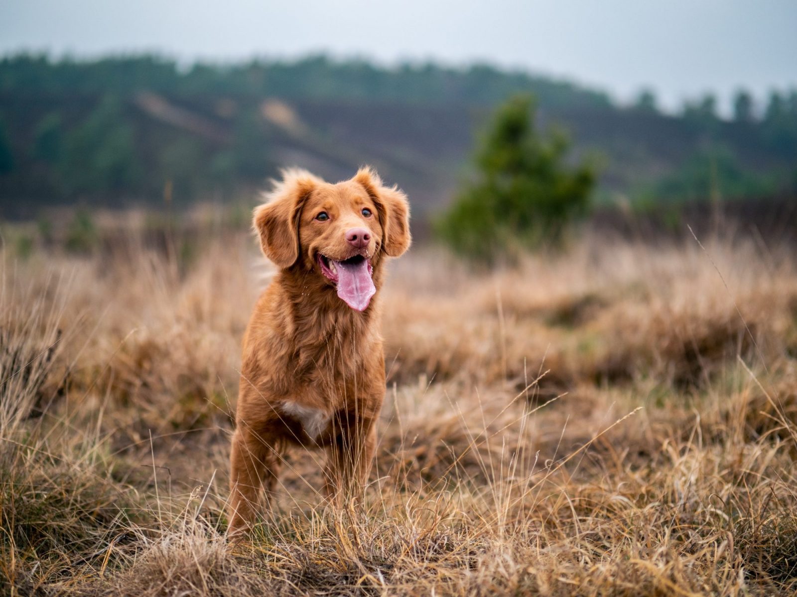 Dog Friendly Bend, Oregon Guide: Lodging, Trails, Dog Parks & More